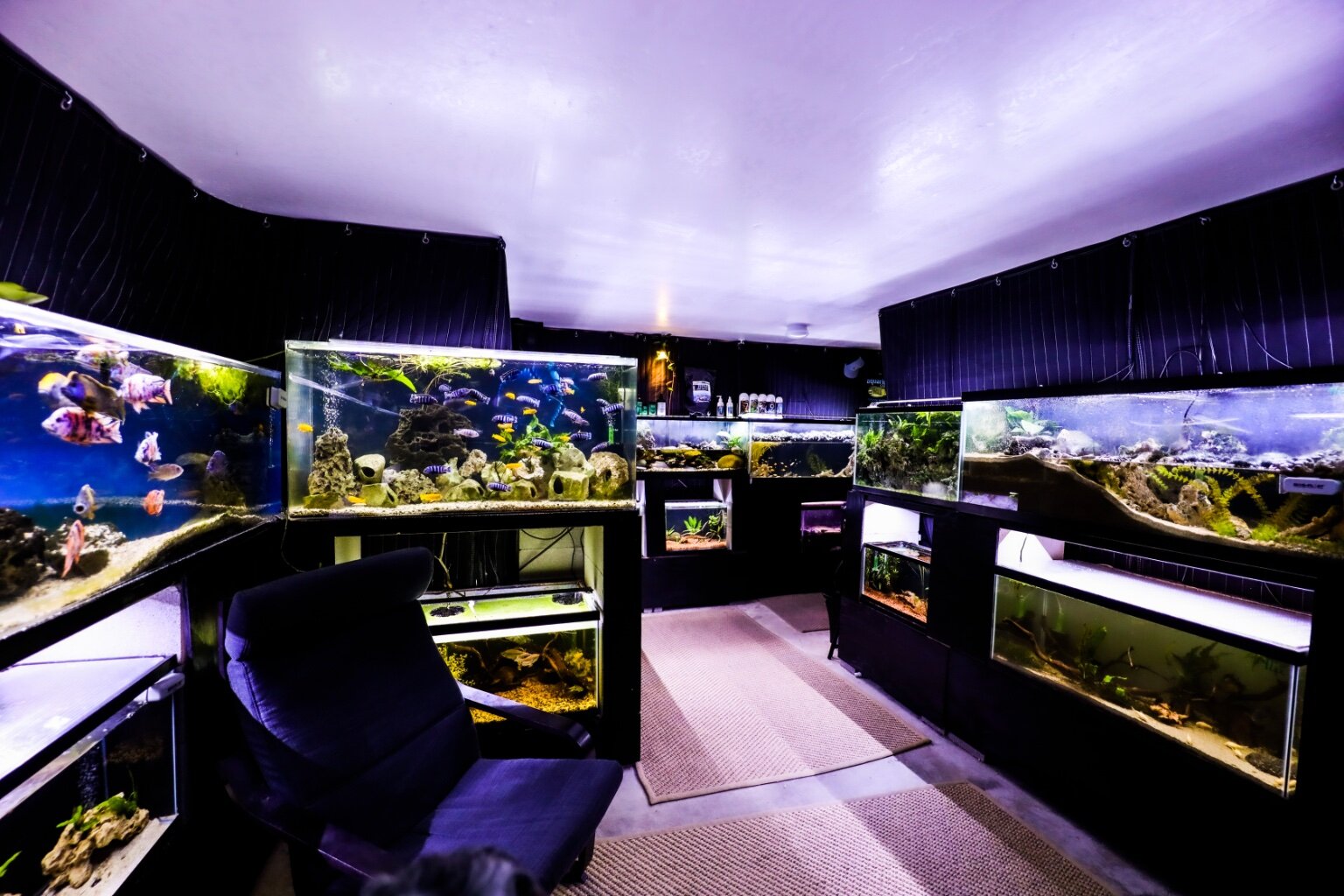Fish room wall paint… - General Chat - Aquarium Co-Op Forum