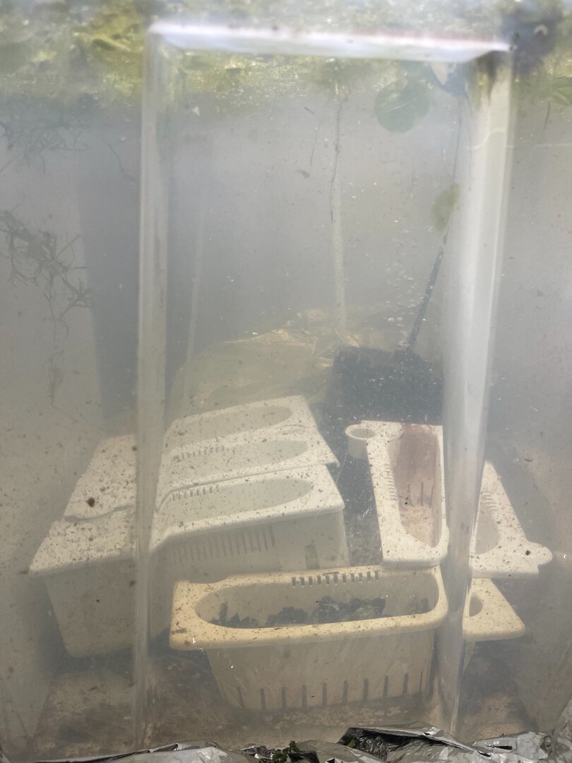 Breeding projects, refining my ideas 💡 - Fish Breeding - Aquarium Co-Op ...