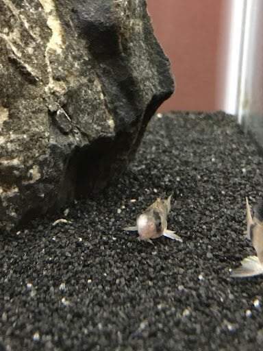 Fungus or Cotton Wool Disease (corydoras) - Diseases - Aquarium Co-Op Forum