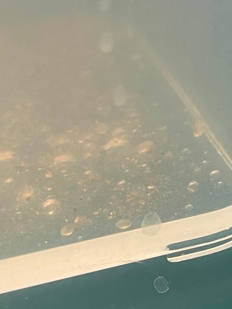 Corydora Fry - Fish Breeding - Aquarium Co-Op Forum