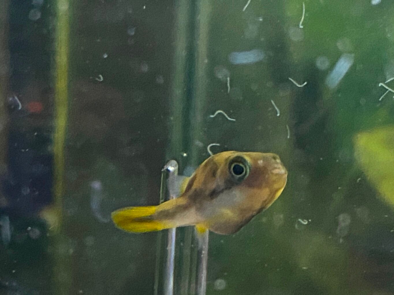 Pygmy Sunfish (was BPD tank) - Photos, Videos & Journals - Aquarium Co ...