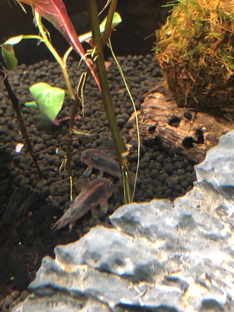 Corydoras flesh is white and peeling. Please help! - Diseases ...