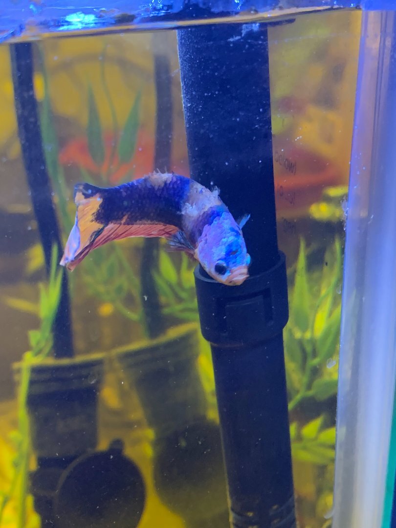 Betta with fin rot spreading along body - Diseases - Aquarium Co-Op Forum