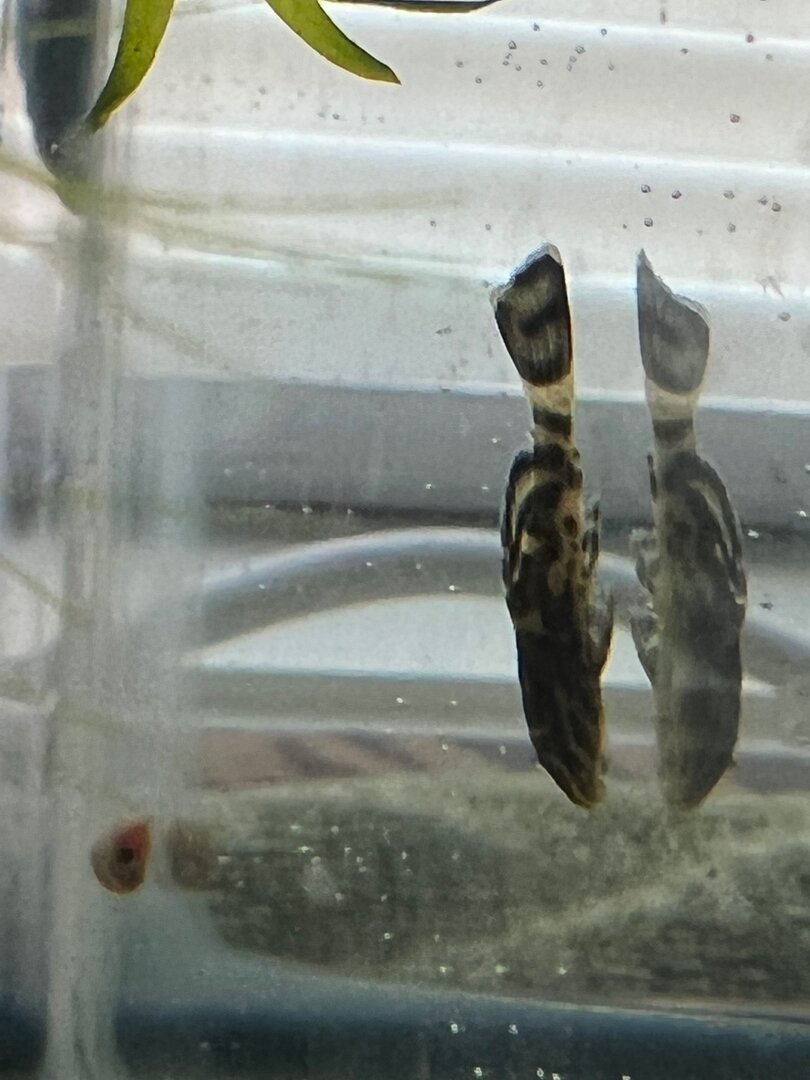 "New" Ranger Pleco - General Chat - Aquarium Co-Op Forum