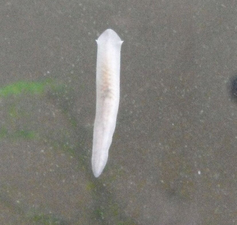 help identifying this worm - General Chat - Aquarium Co-Op Forum