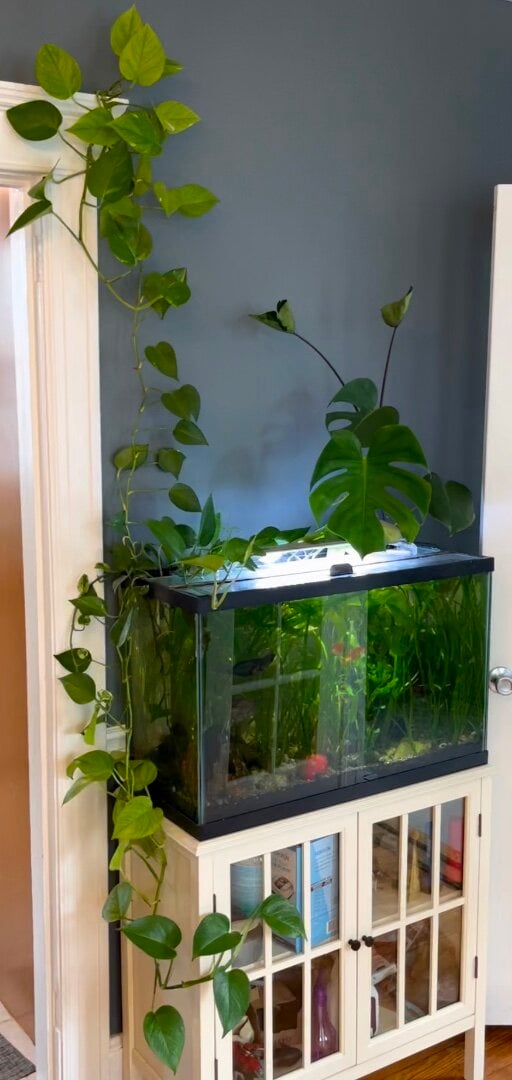 Cold water algae/detritus eaters - General Chat - Aquarium Co-Op Forum