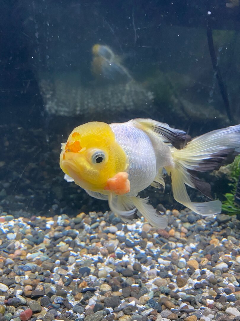 Fancy Goldfish Tumor - Diseases - Aquarium Co-Op Forum