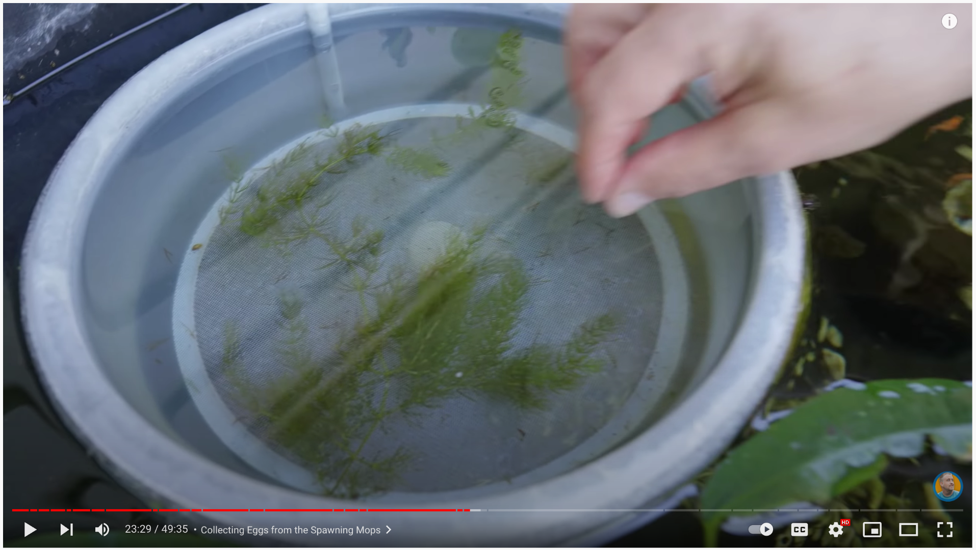 DIY breeder box for pond - Fish Breeding - Aquarium Co-Op Forum