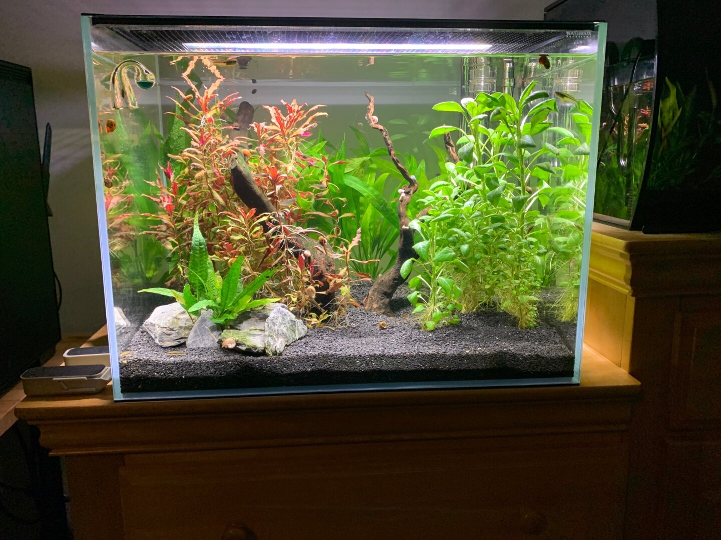 Light suggestion for Waterbox Clear Mini 30 - Plants, Algae, and ...