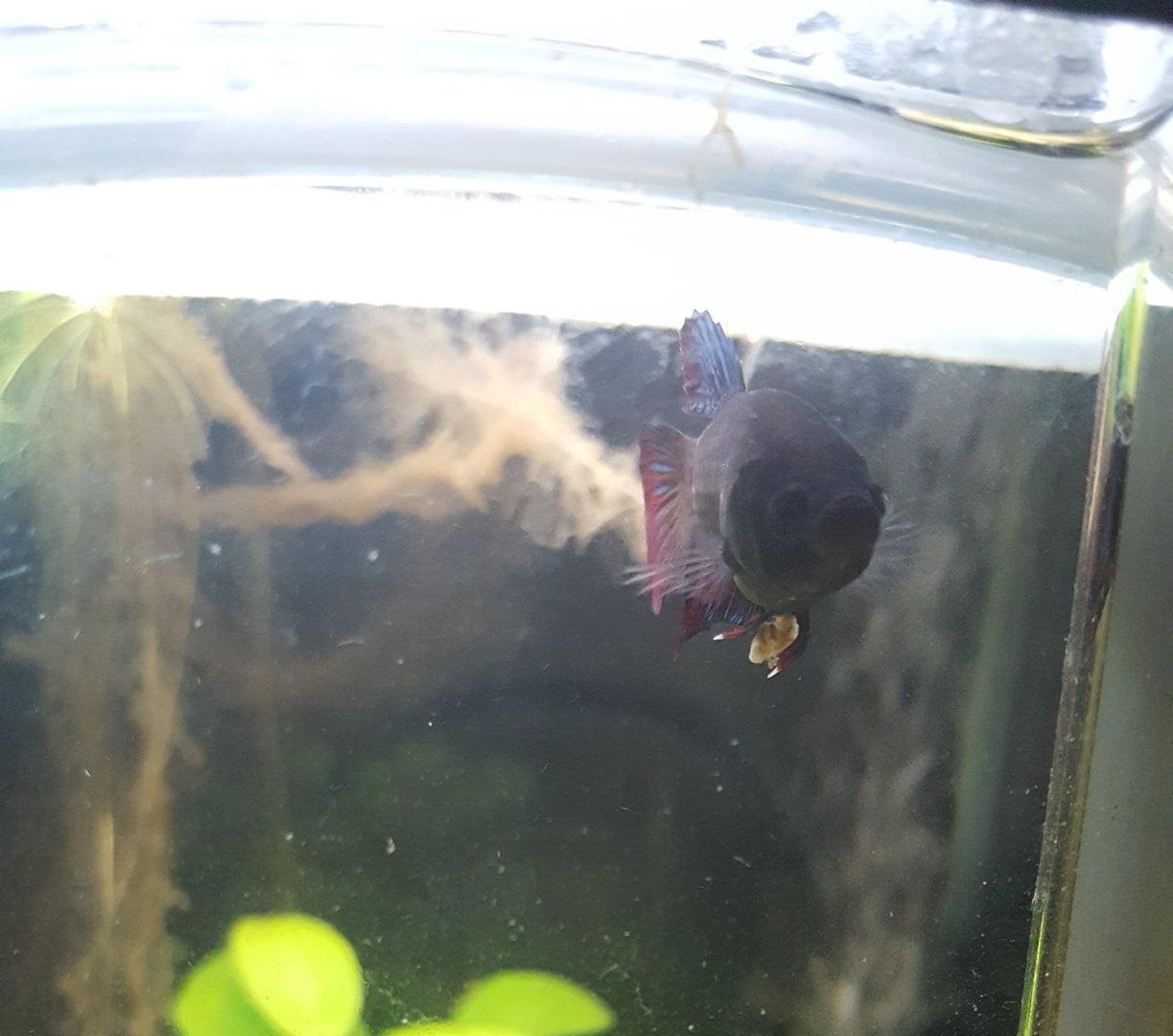 Pineconing treated with Maracyn twice - do I continue? - Diseases ...