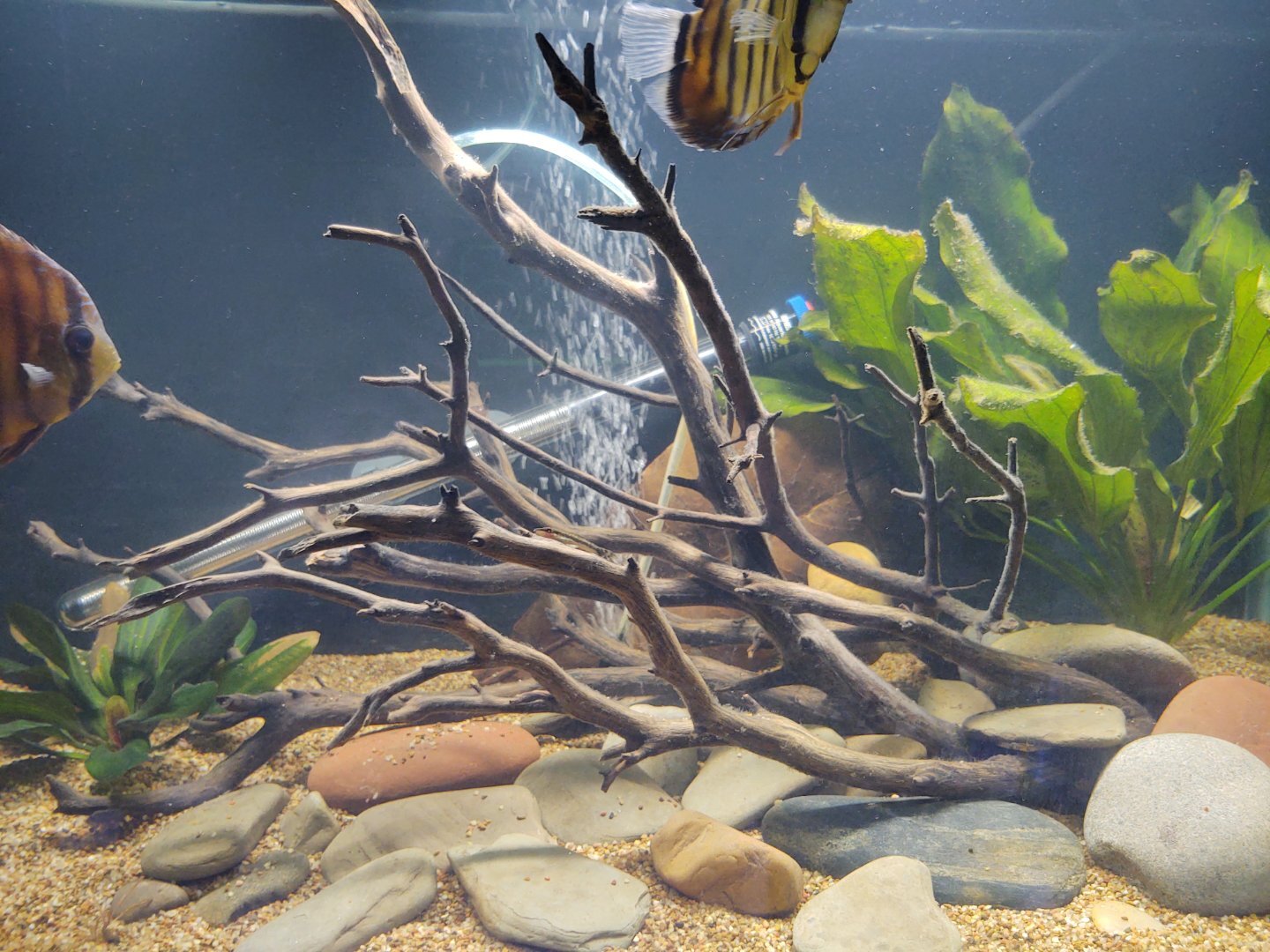 Andy's Fish Den Tanks - Photos, Videos & Journals - Aquarium Co-Op Forum