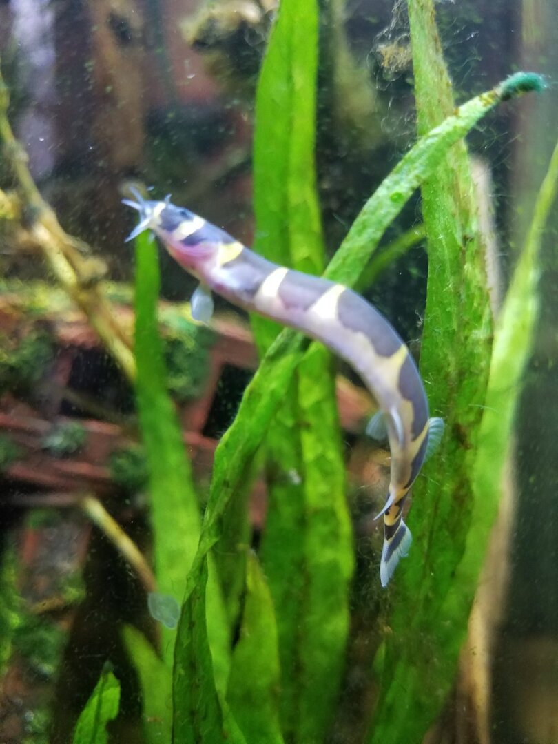 Scuds: What are your thoughts? - General Chat - Aquarium Co-Op Forum