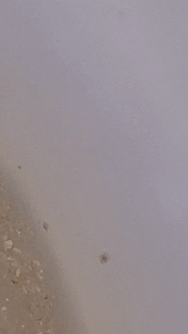 Copepods creepy crawlies - Photos, Videos & Journals - Aquarium Co-Op Forum