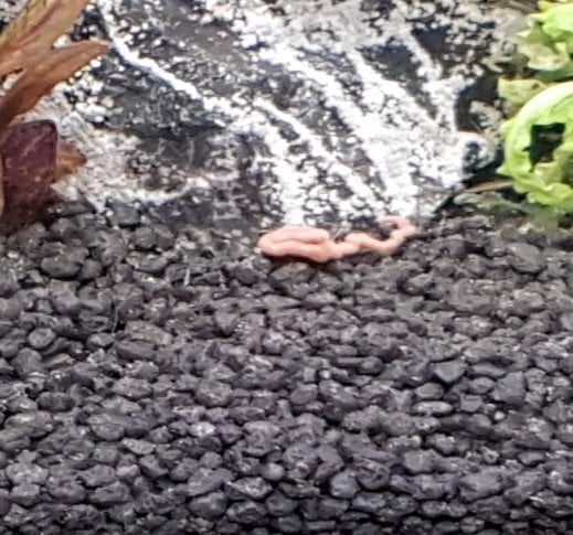 Normal betta poop? - General Chat - Aquarium Co-Op Forum