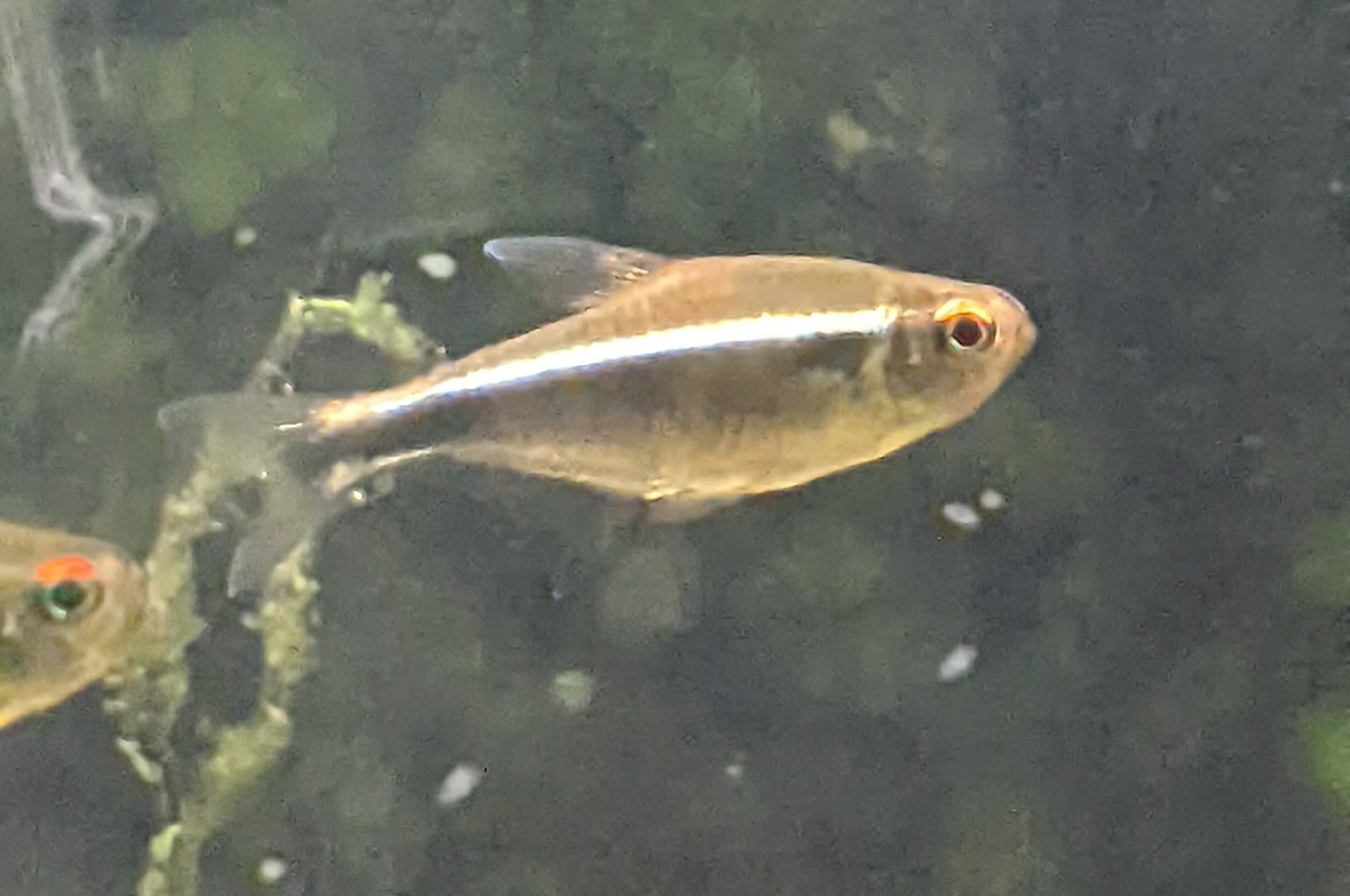 Black neon tetras turning brown - Diseases - Aquarium Co-Op Forum