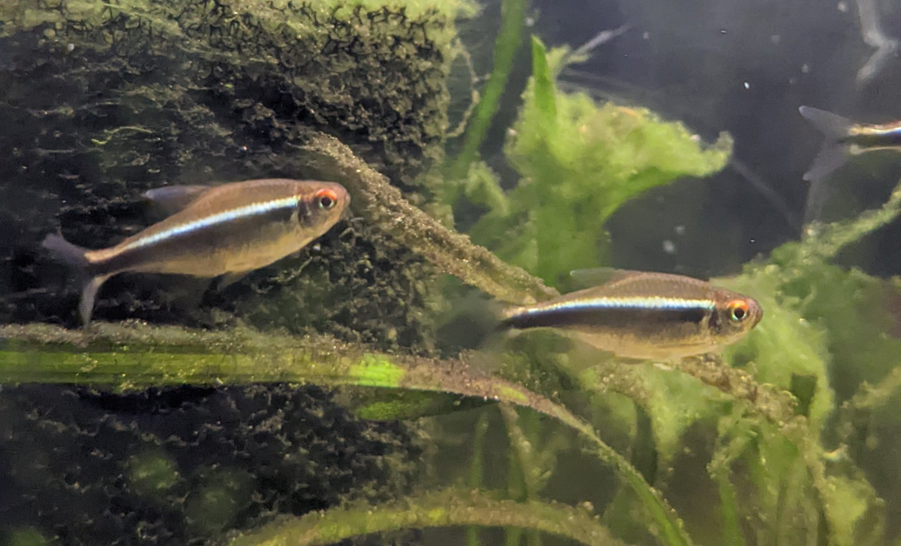 Black neon tetras turning brown - Diseases - Aquarium Co-Op Forum
