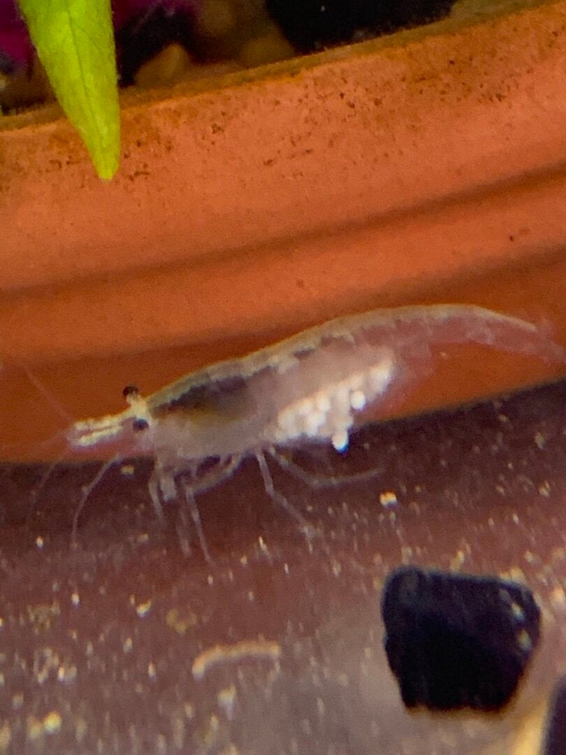 Clear Red Cherry Shrimp - General Chat - Aquarium Co-Op Forum