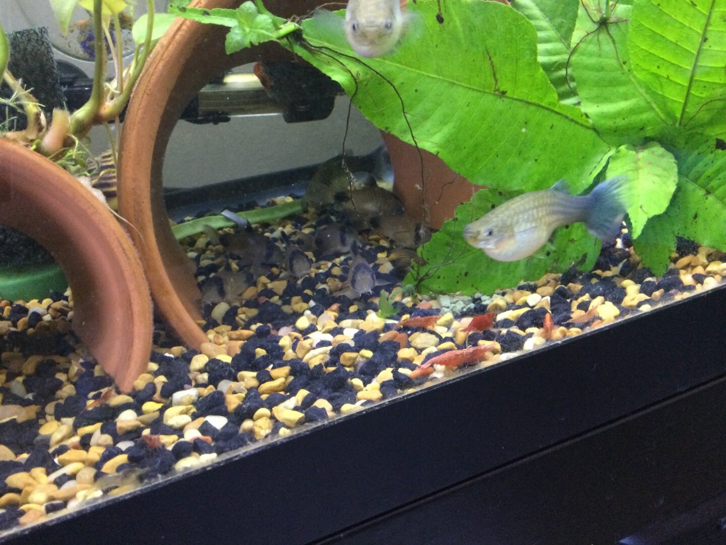 The Panda Cory Appreciation Society🐼 - General Chat - Aquarium Co-Op Forum