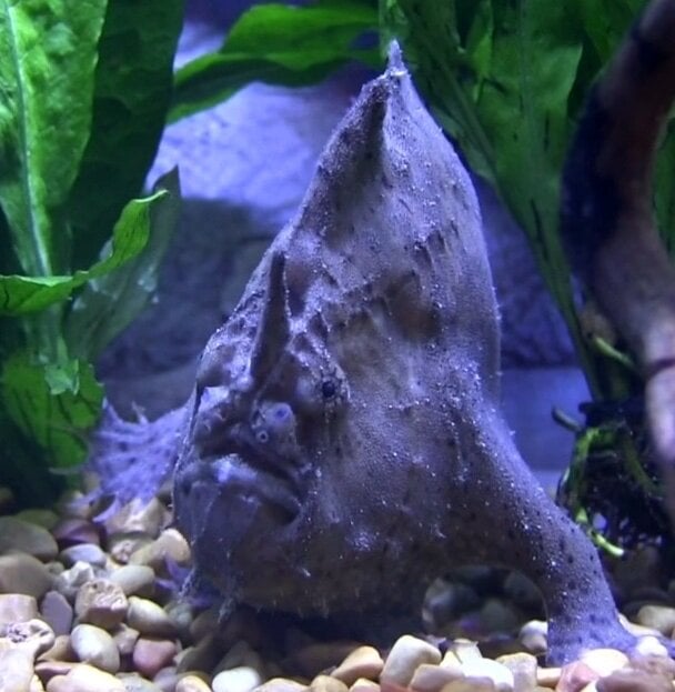 Has any on heard of a fresh water Frogfish? - General Chat - Aquarium ...