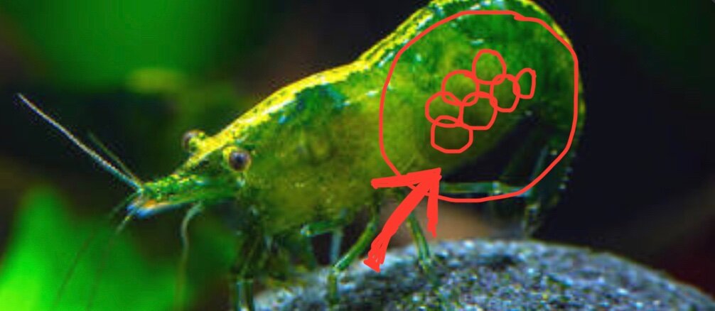 New Fish for the Week 12/13-12/19 - Breeding Project Challenge - Fish ...