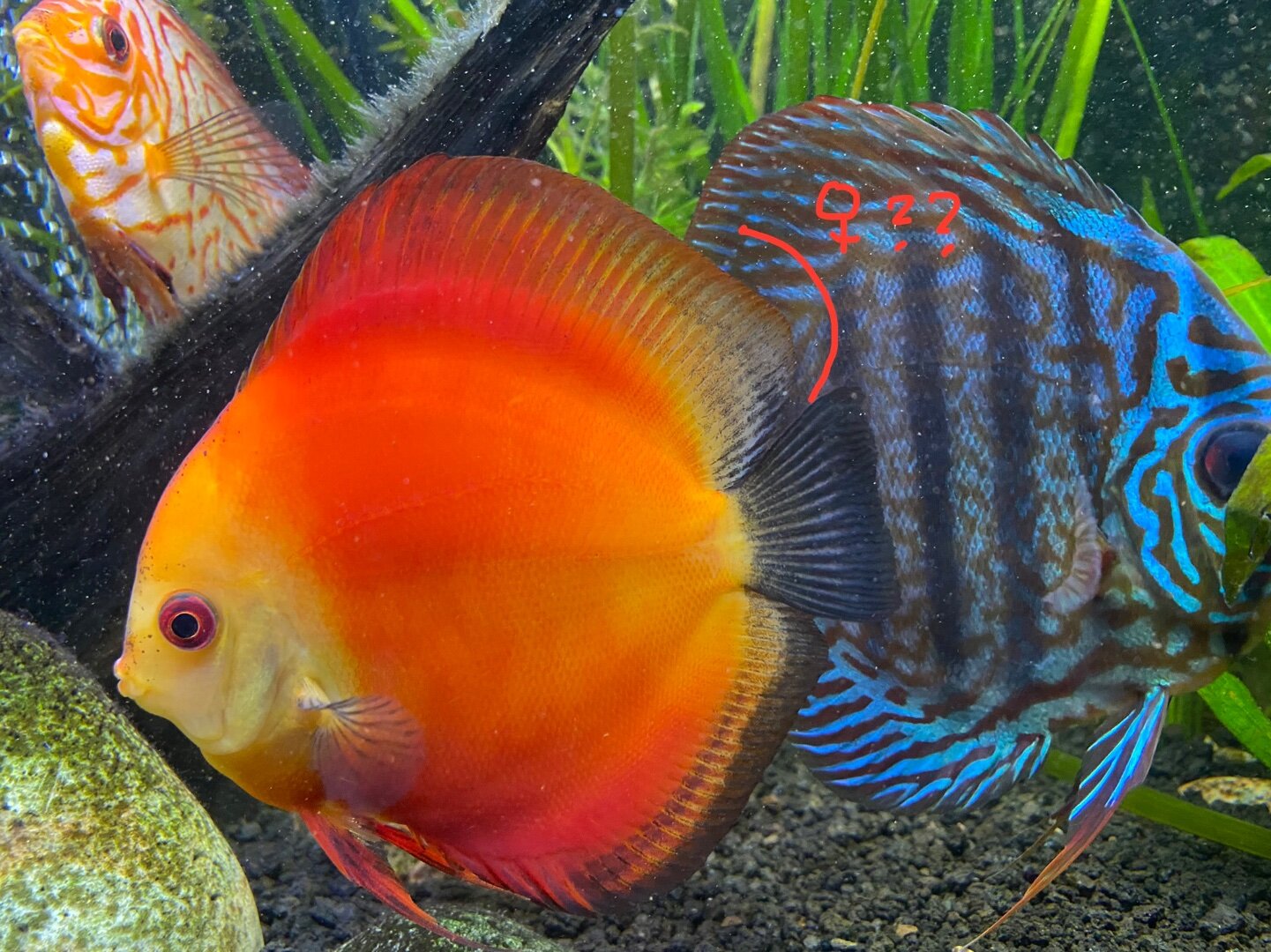 Question on Sexing Discus - General Chat - Aquarium Co-Op Forum