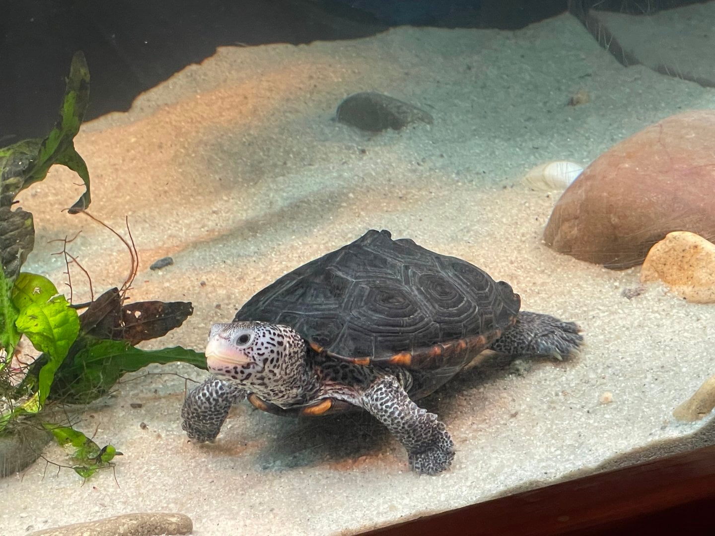 Diamondback Terrapin Planted Tank - General Chat - Aquarium Co-Op Forum