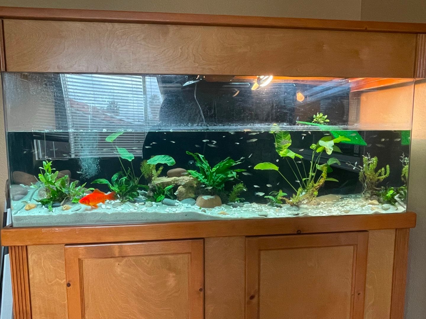 Diamondback Terrapin Planted Tank - General Chat - Aquarium Co-Op Forum