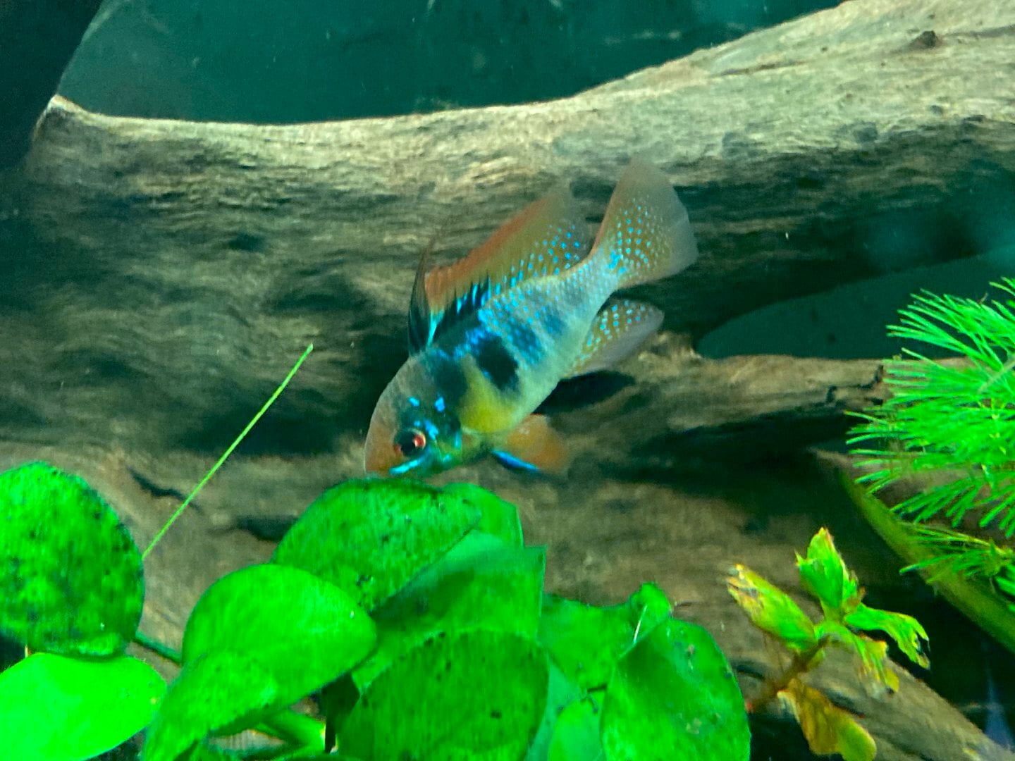 Fish shed Update - General Chat - Aquarium Co-Op Forum