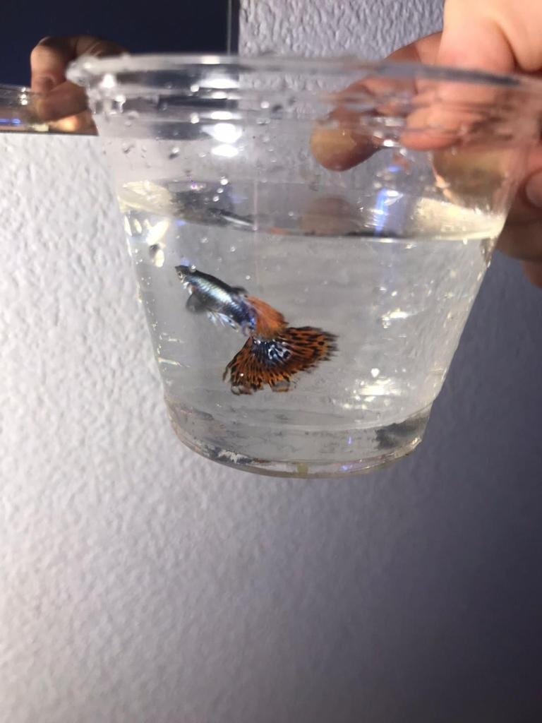 Guppy line breeding advice - Fish Breeding - Aquarium Co-Op Forum