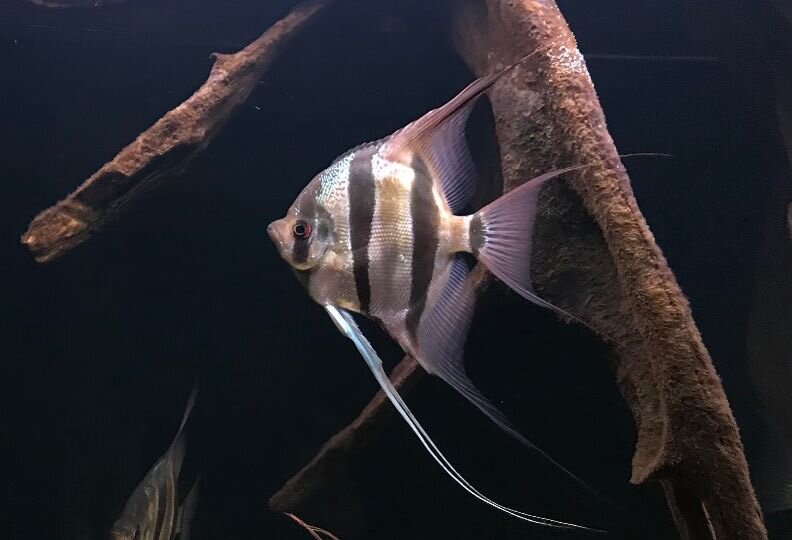 Hardy Tank raised Altum Angelfish that will breed in tap water are ...