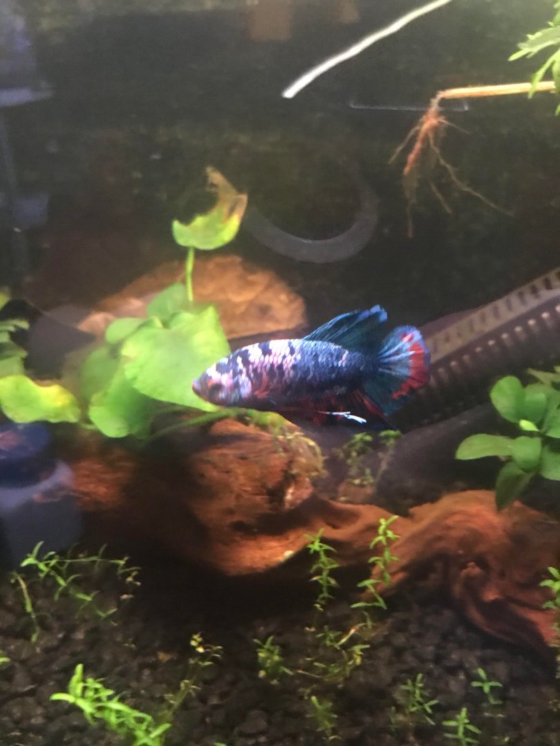 Betta Fish Ventral Fin split at end - Diseases - Aquarium Co-Op Forum