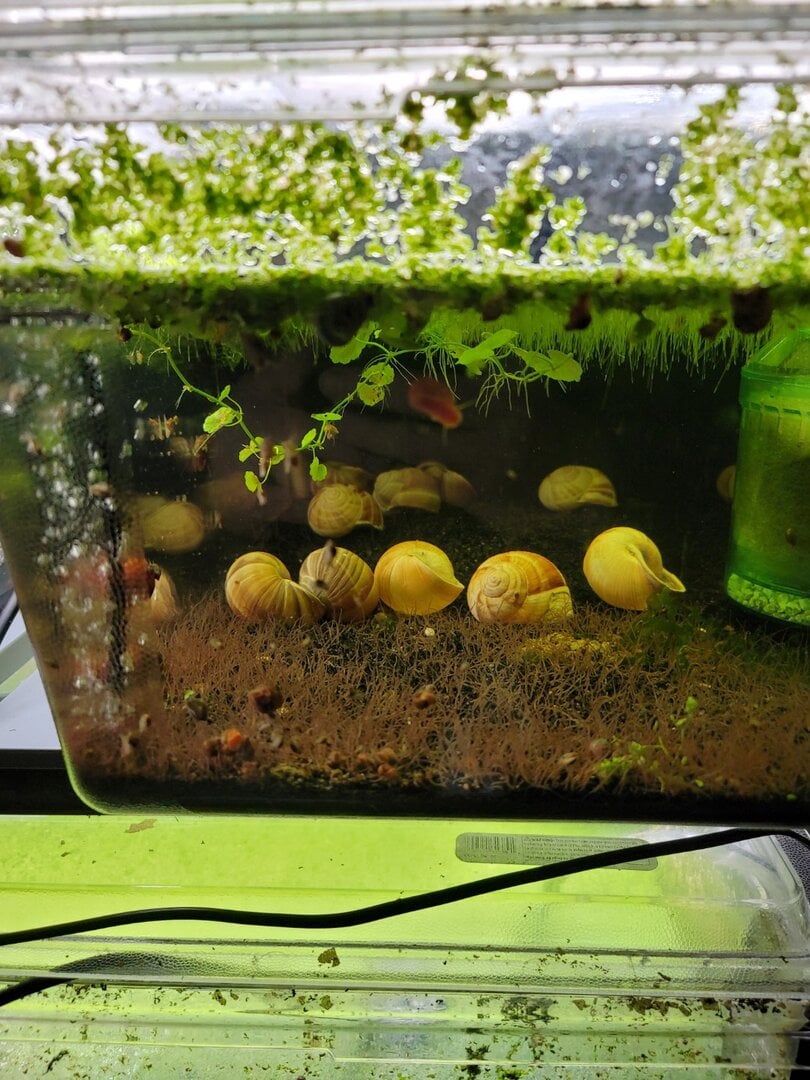 anyone ever culture black worms or bloodworms? - General Chat ...