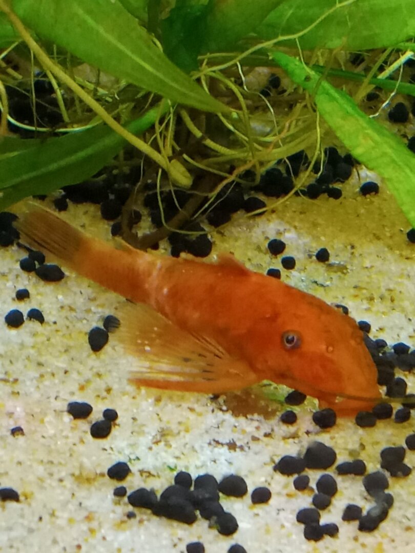 Calling a SOS need HELP with Sick baby BN Pleco - Page 8 - Diseases ...