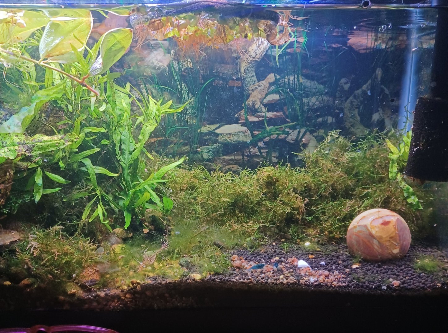 Breeding Cherry shrimp tankmates with giant blue wood shrimp - General ...