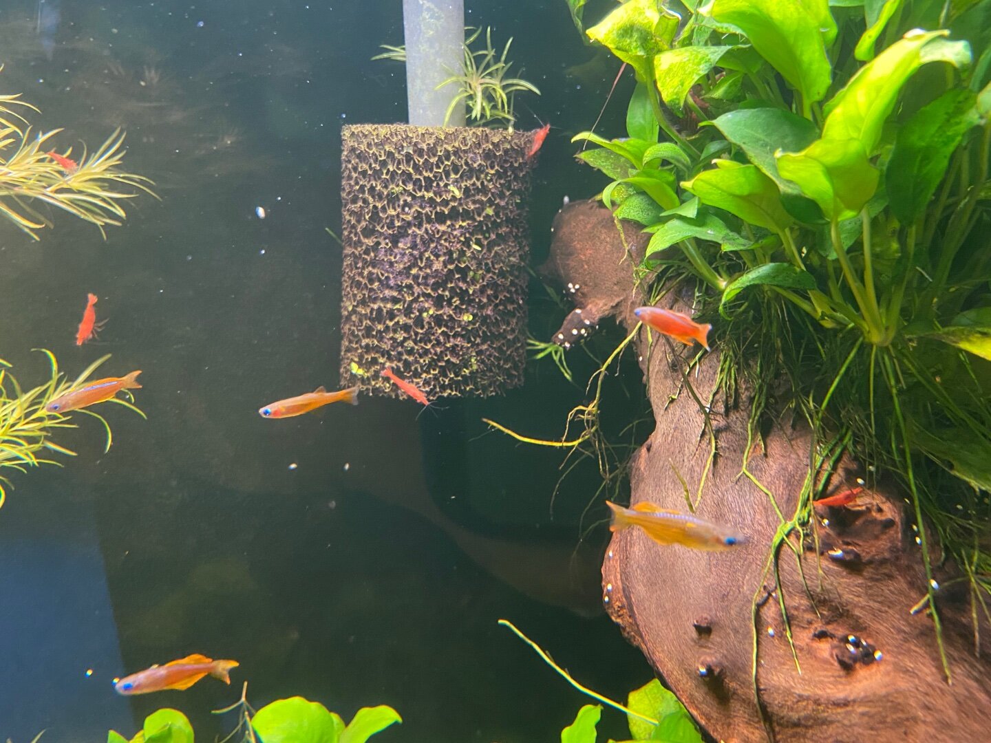 Pseudomugil Luminatus age and sexing - General Chat - Aquarium Co-Op Forum
