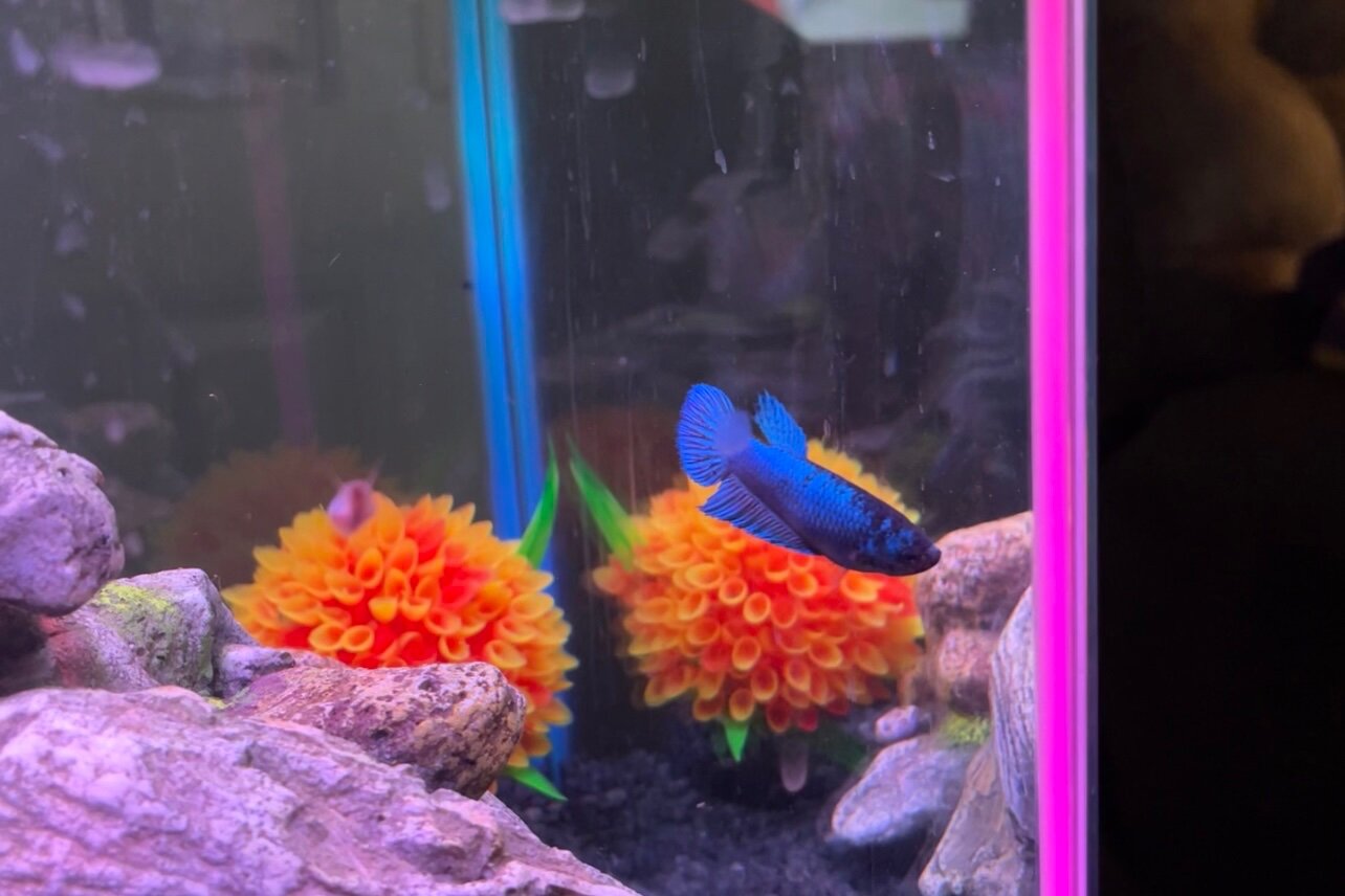 Hiya - General Chat - Aquarium Co-Op Forum