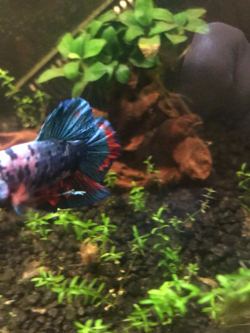 Betta Fish Ventral Fin split at end - Diseases - Aquarium Co-Op Forum