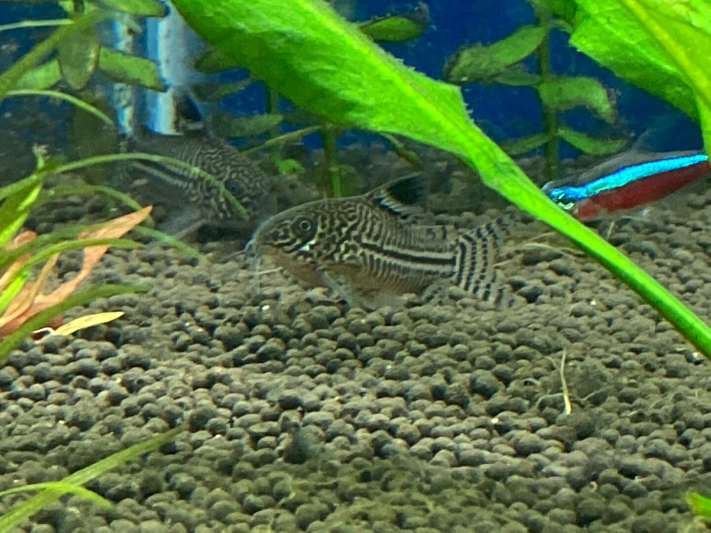 Sterbai Cory… I think? - General Chat - Aquarium Co-Op Forum
