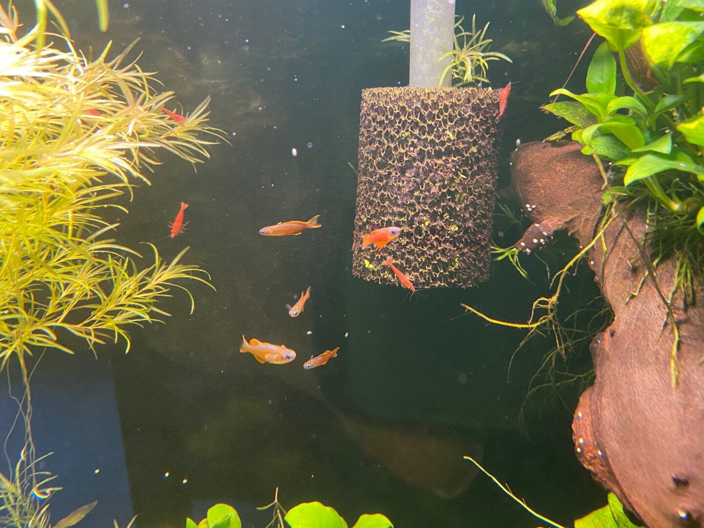 Pseudomugil Luminatus age and sexing - General Chat - Aquarium Co-Op Forum