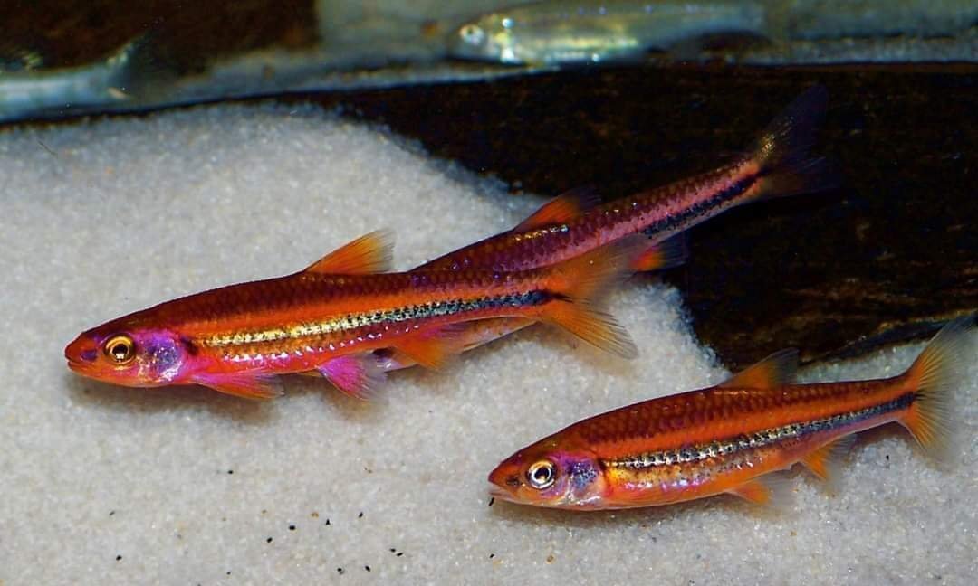 60 favorite seconds - Notropis Chrosomus - Photos, Videos & Journals ...