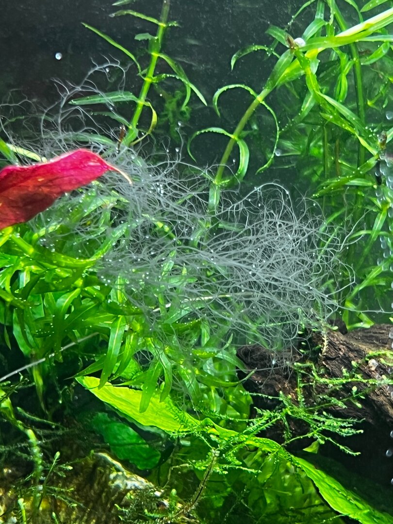 Help identifying stringy growth - Plants, Algae, and Fertilizers ...