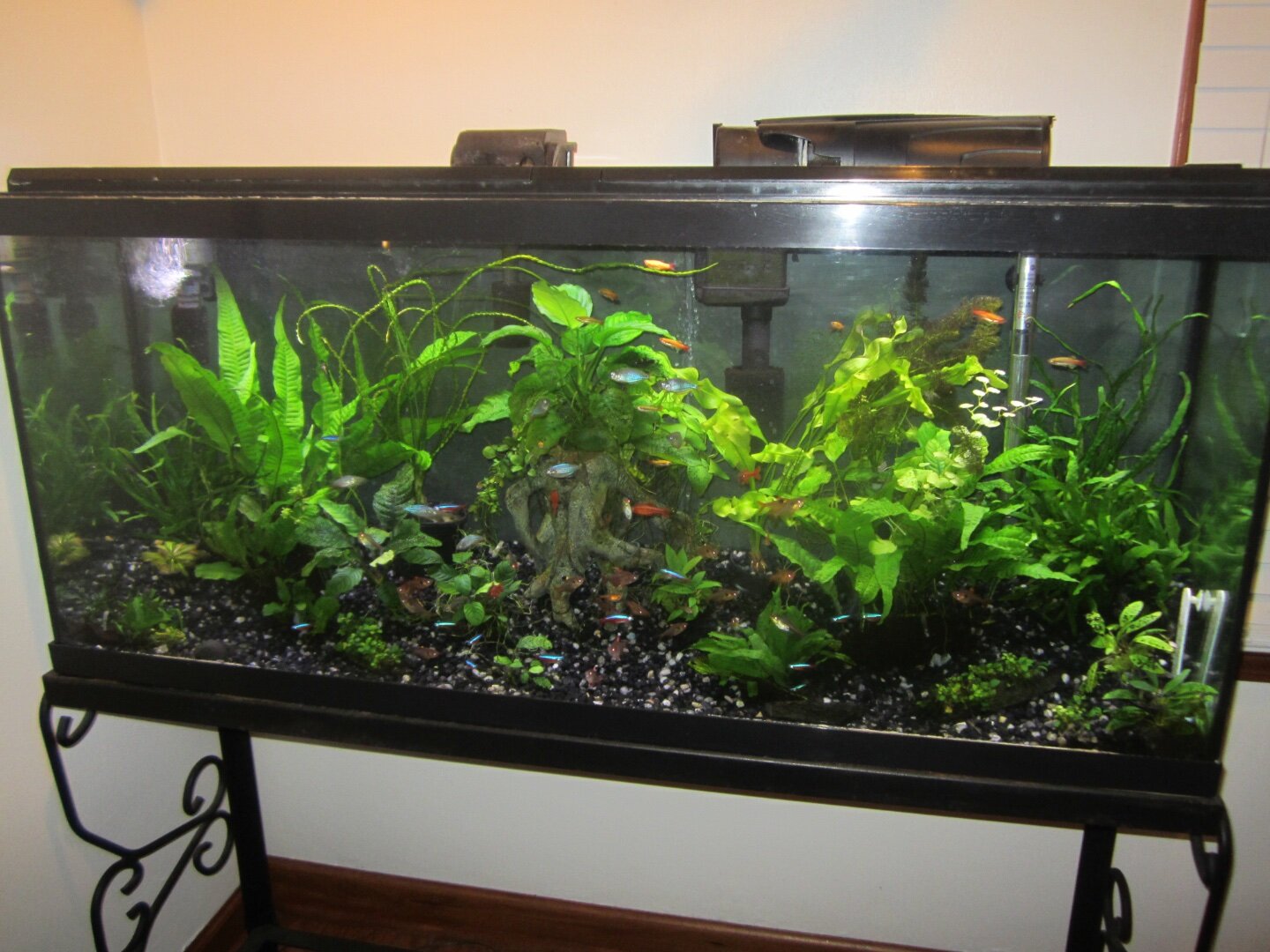 Dwarf Neon Rainbow Fish and feeding frozen brine shrimp - General Chat ...