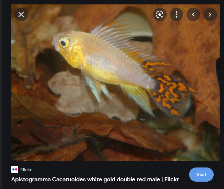 what type of apistogrammas are these - Fish Breeding - Aquarium Co-Op Forum