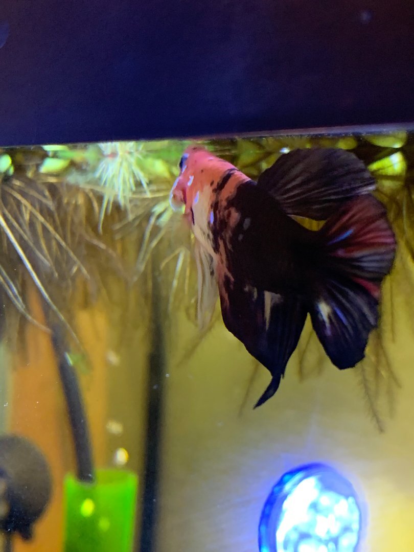 betta operculum stuck open, what do i do? - Diseases - Aquarium Co-Op Forum