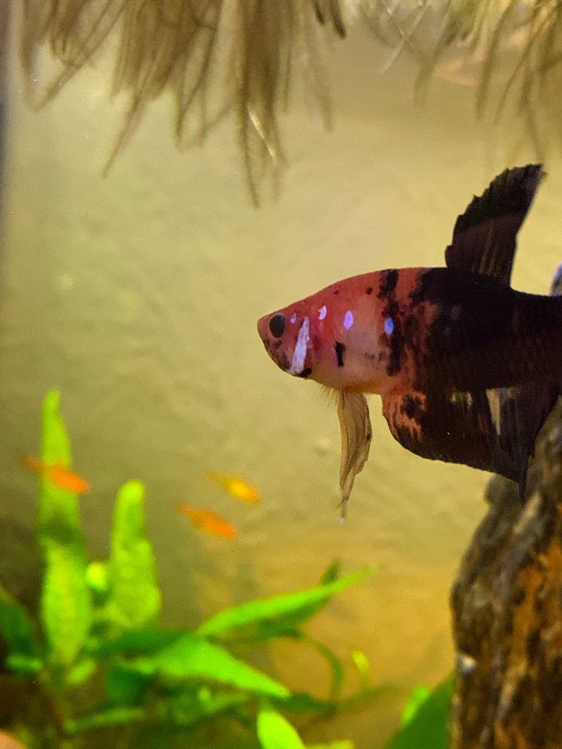 betta operculum stuck open, what do i do? - Diseases - Aquarium Co-Op Forum