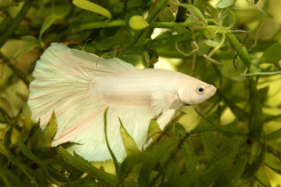 betta fish - Aquarium Co-Op Forum