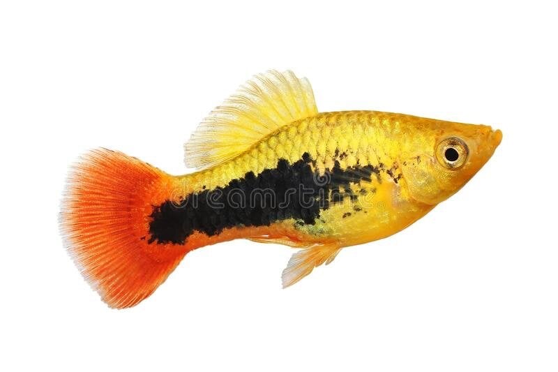 Platy color genetics and the development of melanistic tumors - Fish ...