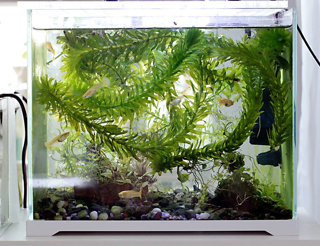Ugly tanks that rock - Photos, Videos & Journals - Aquarium Co-Op Forum