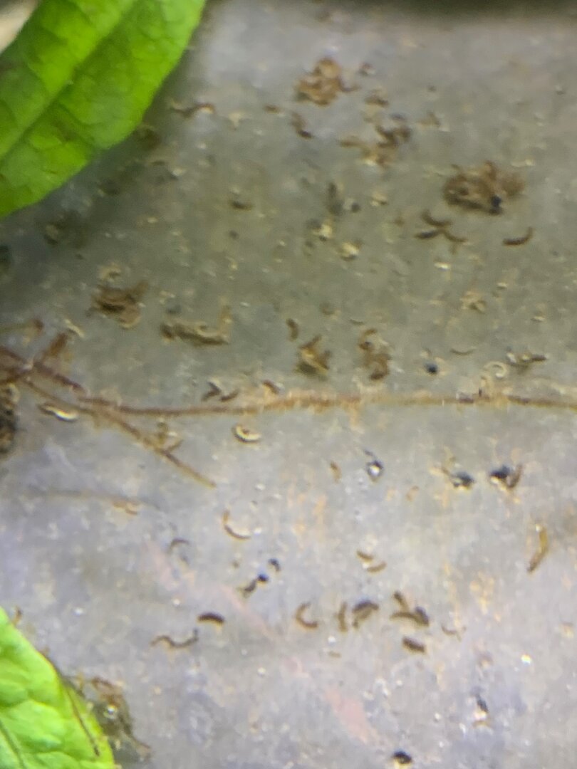 Snail .. poop? - General Chat - Aquarium Co-Op Forum