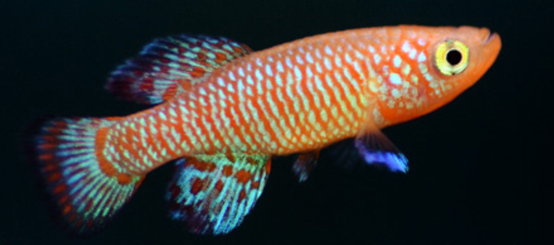 Nothos Journal - Photos, Videos & Journals - Aquarium Co-Op Forum